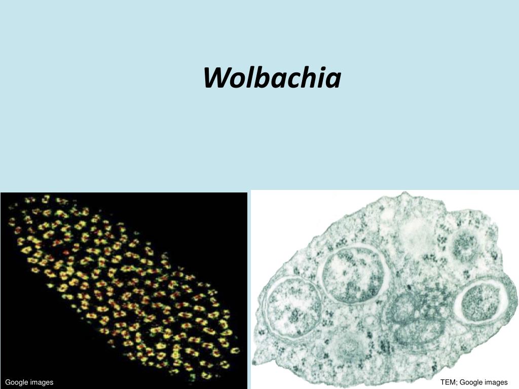 PPT - Wolbachia PowerPoint Presentation, free download - ID:4078599
