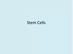 PPT - Stem Cells PowerPoint Presentation, free download - ID:9099091