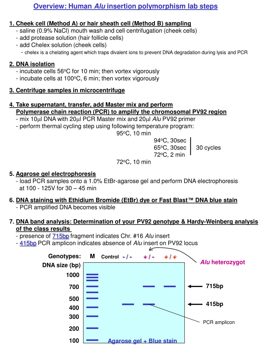 PPT - Overview: Human Alu insertion polymorphism lab steps PowerPoint ...