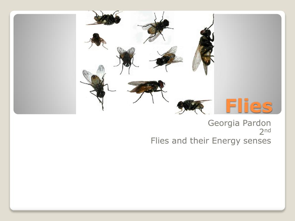 PPT - Flies PowerPoint Presentation, free download - ID:4105785