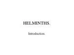 PPT - HELMINTHS PowerPoint Presentation, free download - ID:9411656