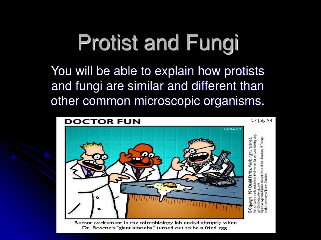 PPT - Protist and Fungi PowerPoint Presentation, free download - ID:4111786