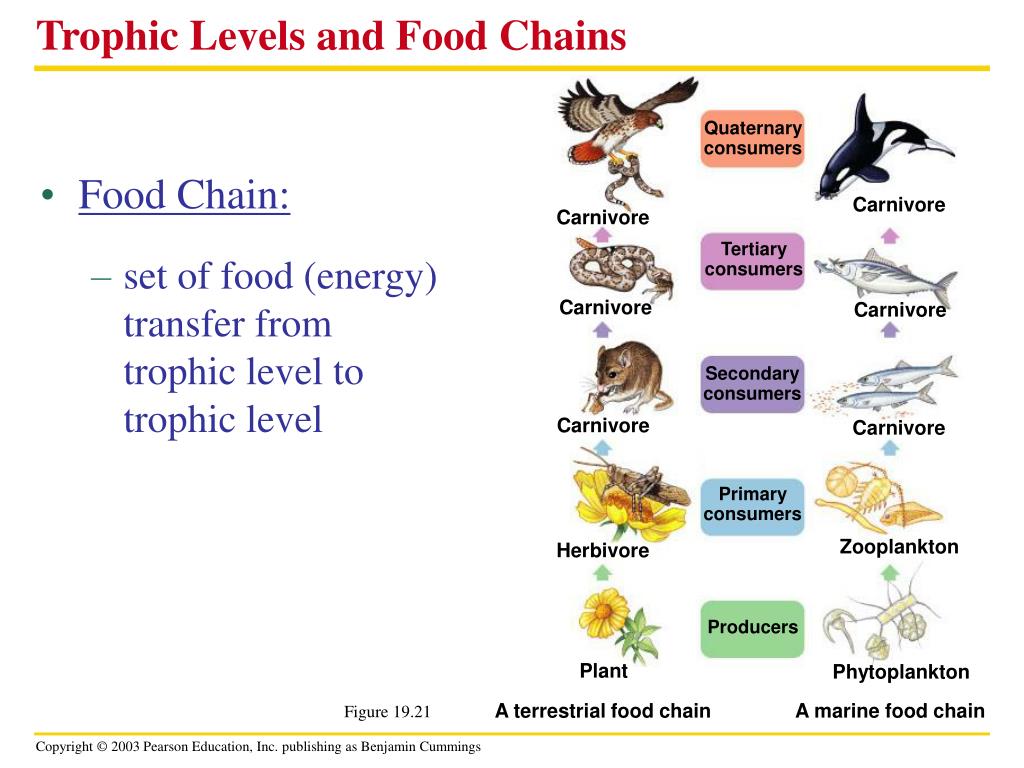 PPT - Trophic Levels and Food Chains PowerPoint Presentation, free ...