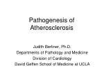 PPT - Pathophysiology of Atherosclerosis PowerPoint Presentation, free ...