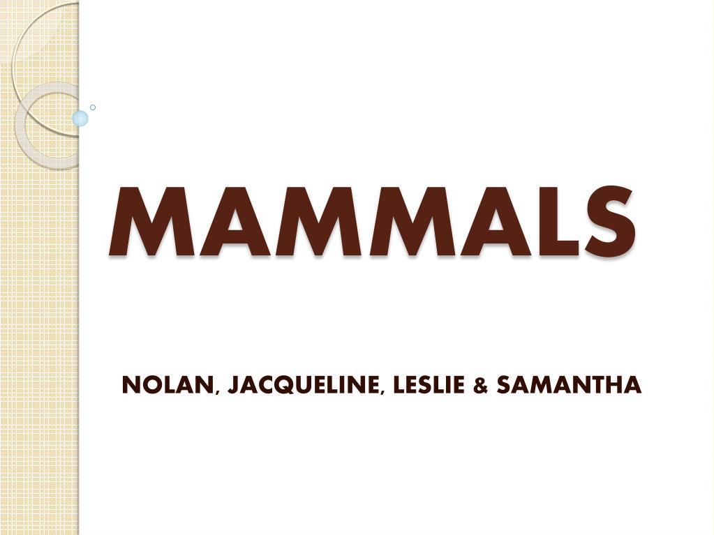 PPT - MAMMALS PowerPoint Presentation, free download - ID:4117283