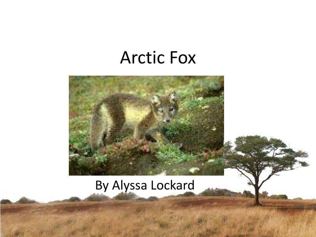 PPT - Arctic Fox PowerPoint Presentation, free download - ID:4117562