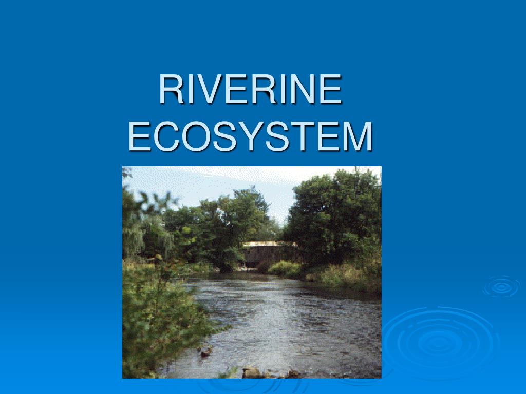 PPT - RIVERINE ECOSYSTEM PowerPoint Presentation, free download - ID ...