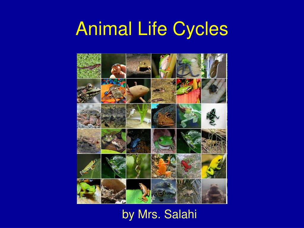 PPT - Animal Life Cycles PowerPoint Presentation, free download - ID ...