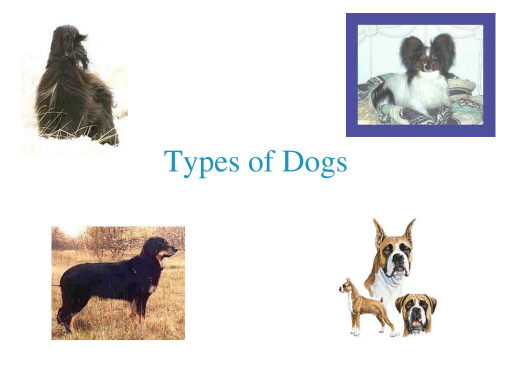 PPT - Overview of Popular Dog Breeds from Sporting, Hound, Toy, and ...