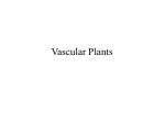 PPT - Vascular and Nonvascular Plants PowerPoint Presentation, free ...