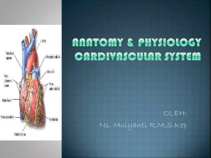 PPT - ANATOMY & PHYSIOLOGY CARDIVASCULAR SYSTEM PowerPoint Presentation ...