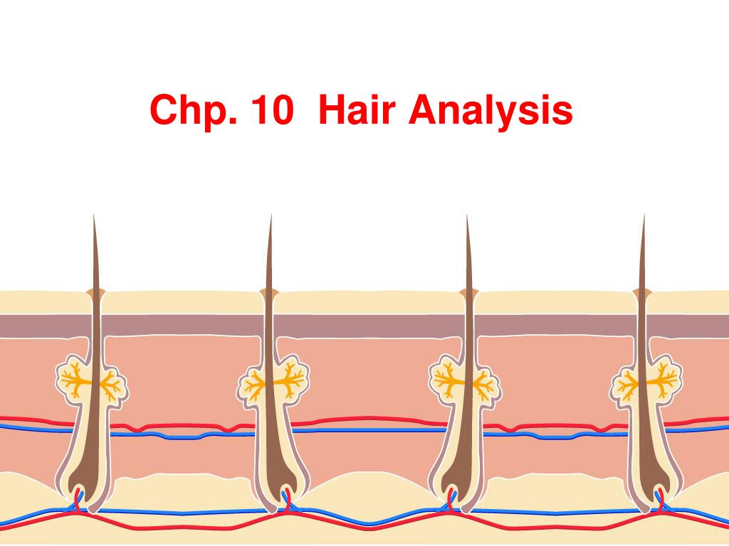 PPT - Chp. 10 Hair Analysis PowerPoint Presentation, free download - ID ...