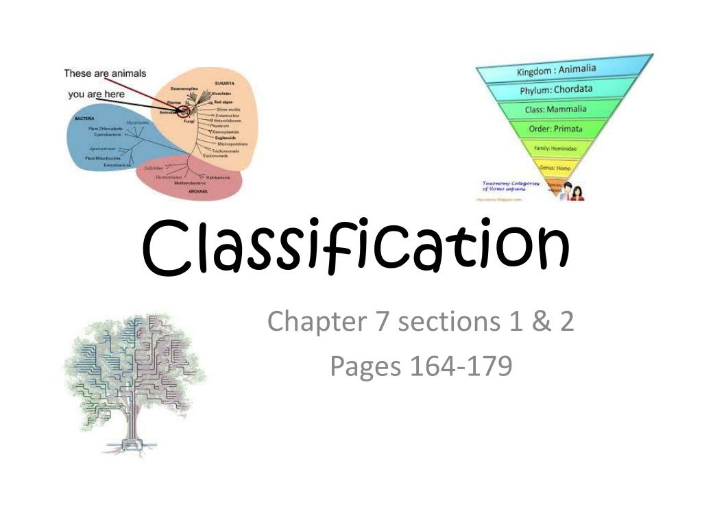 PPT - Classification PowerPoint Presentation, free download - ID:4131532