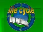 PPT - CYCAS Structure, Reproduction & Life-Cycle PowerPoint ...