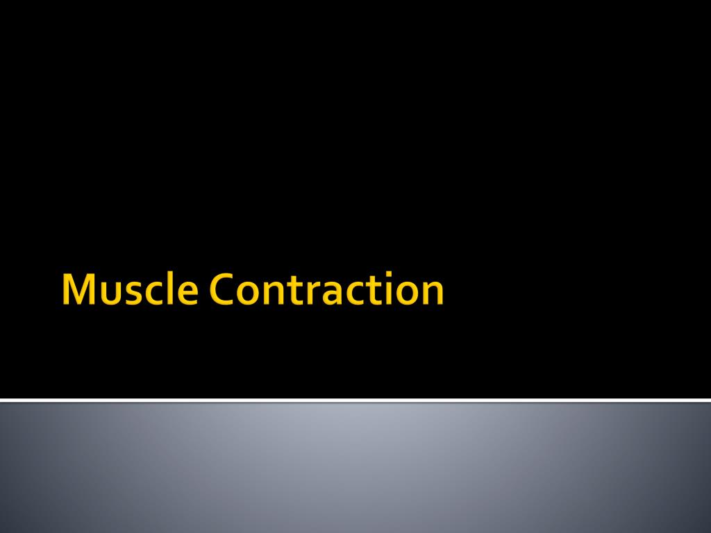 PPT - Muscle Contraction PowerPoint Presentation, free download - ID ...