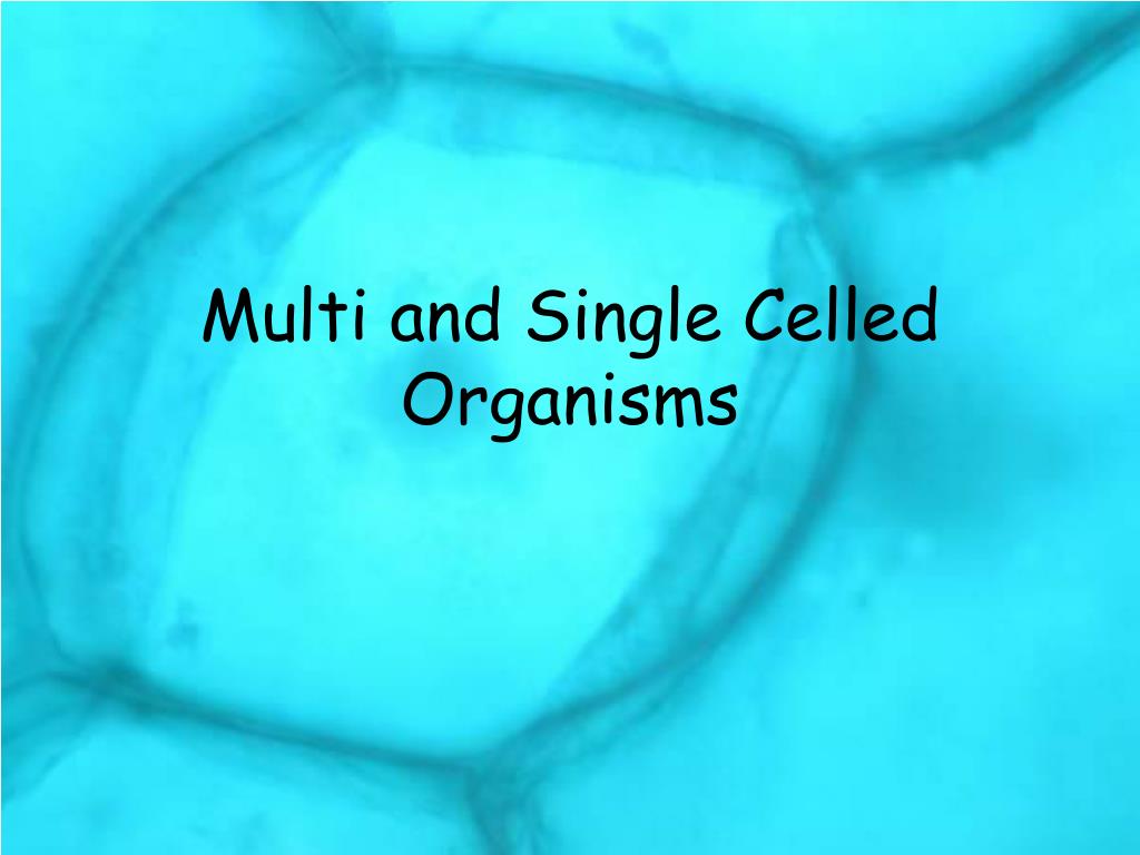 PPT - Multi and Single Celled Organisms PowerPoint Presentation, free ...