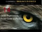 PPT - LECTURE 11: FROM GENE TO PHENOTYPE II PowerPoint Presentation ...