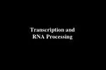 PPT - RNA PROCESSING EUKARYOTES PowerPoint Presentation, free download ...