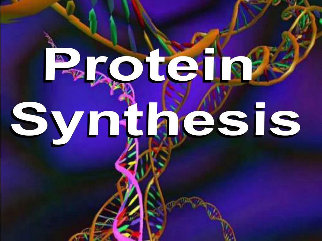 PPT - Protein Synthesis PowerPoint Presentation, free download - ID:4150030