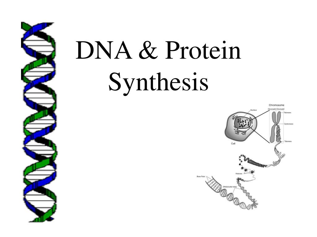 PPT - DNA & Protein Synthesis PowerPoint Presentation, free download ...