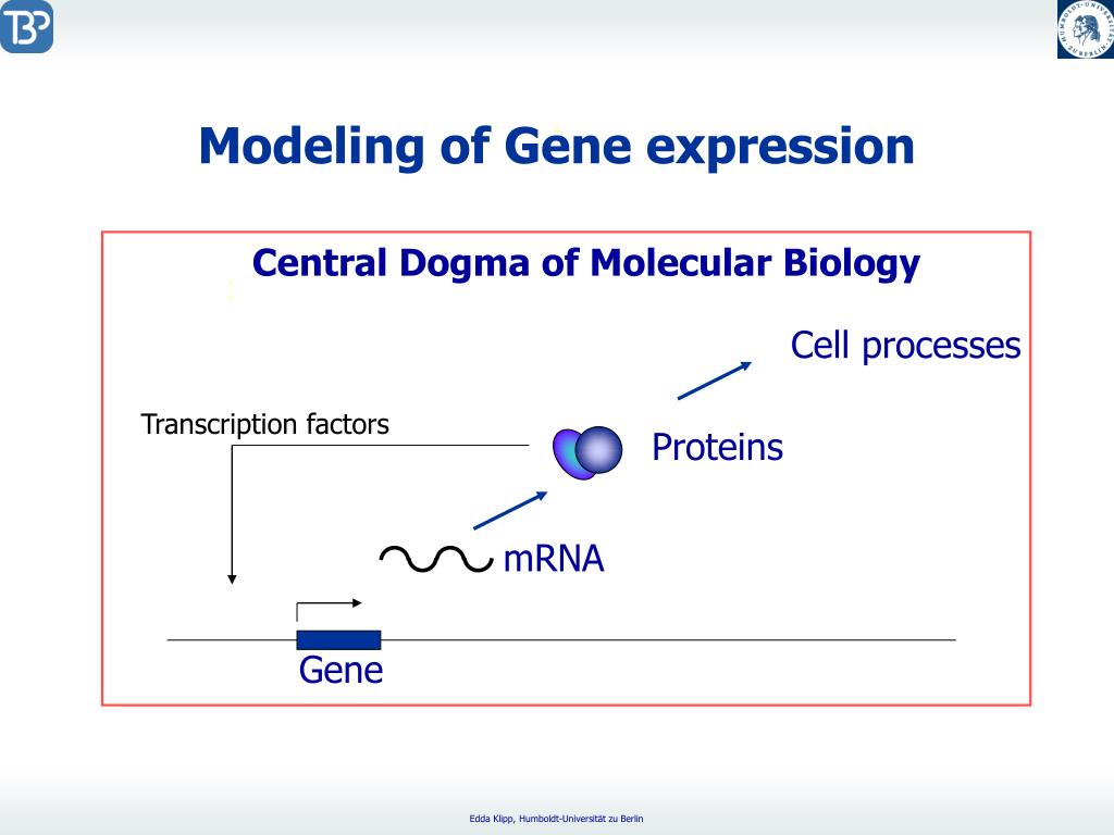 PPT - Modeling of Gene expression PowerPoint Presentation, free ...