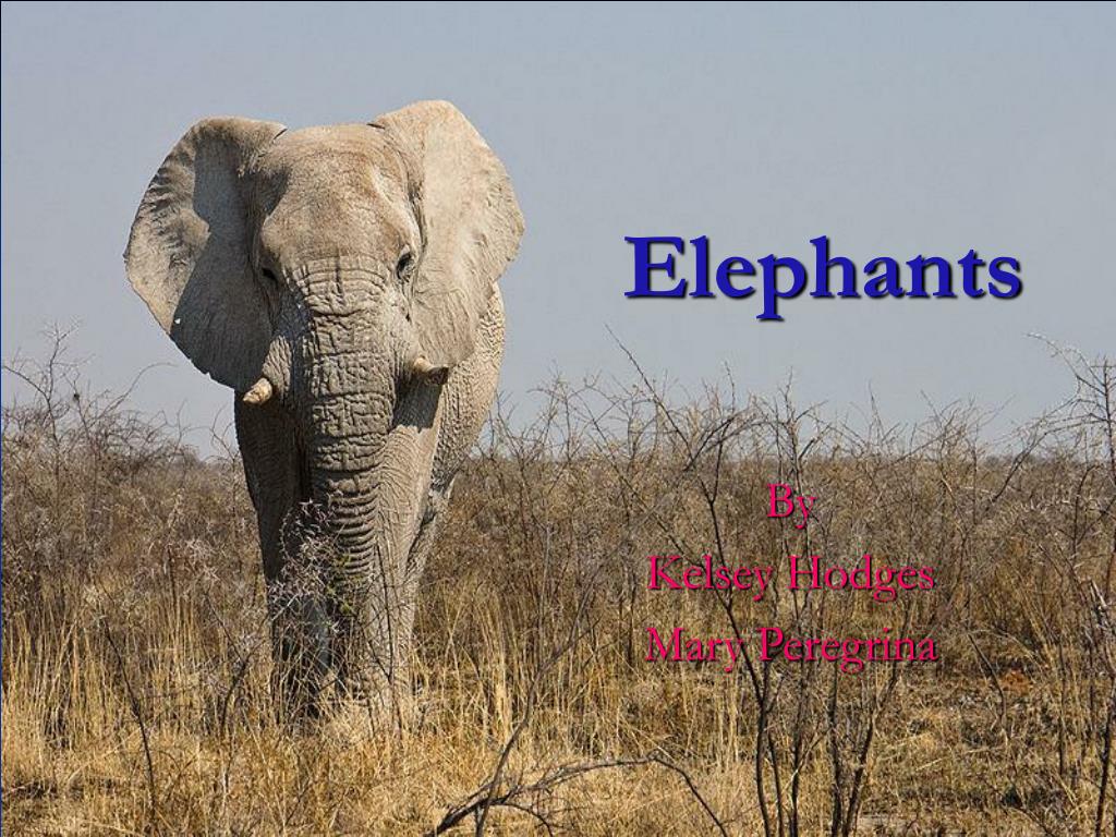 PPT - Elephants PowerPoint Presentation, free download - ID:4157948