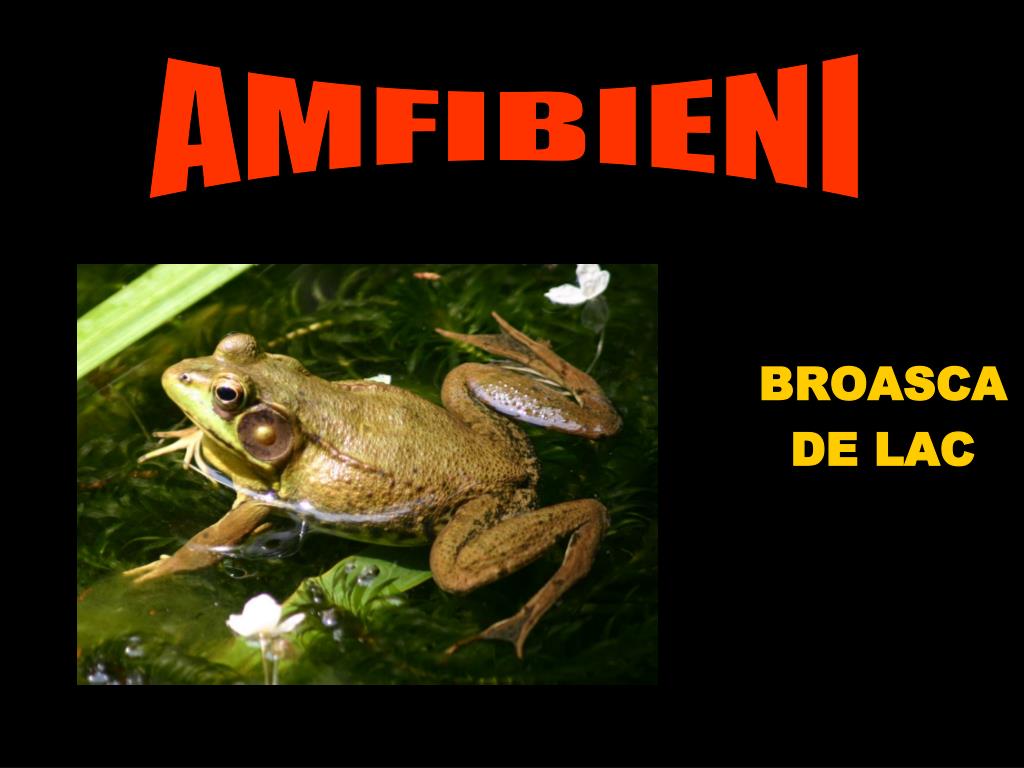 PPT - BROASCA DE LAC PowerPoint Presentation, free download - ID:4159012