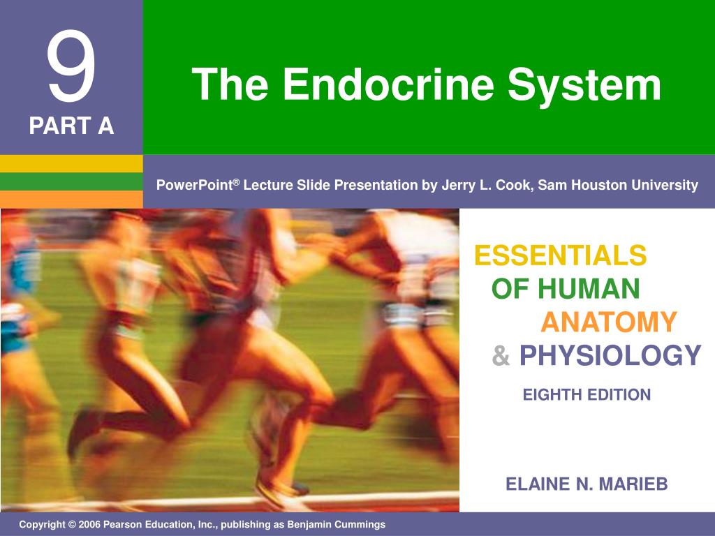 PPT - The Endocrine System PowerPoint Presentation, free download - ID ...