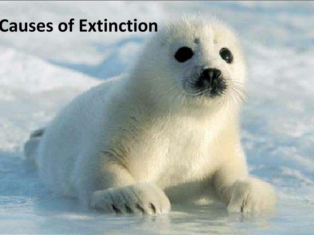 PPT - Causes of Extinction PowerPoint Presentation, free download - ID ...