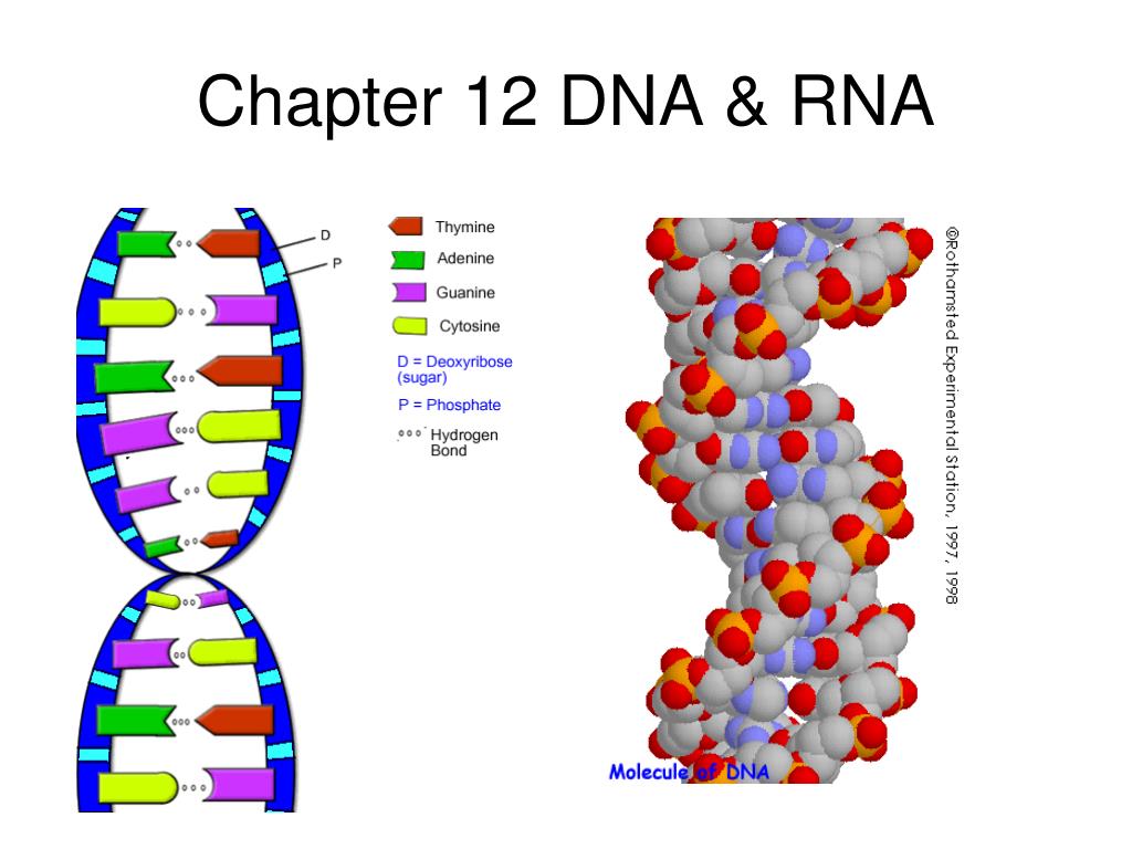 PPT - Chapter 12 DNA & RNA PowerPoint Presentation, free download - ID ...