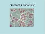 PPT - Meiosis and Gamete Formation PowerPoint Presentation, free ...