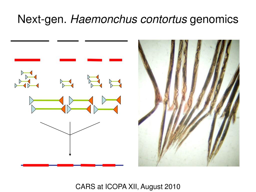 PPT - Next-gen. Haemonchus contortus genomics PowerPoint Presentation ...