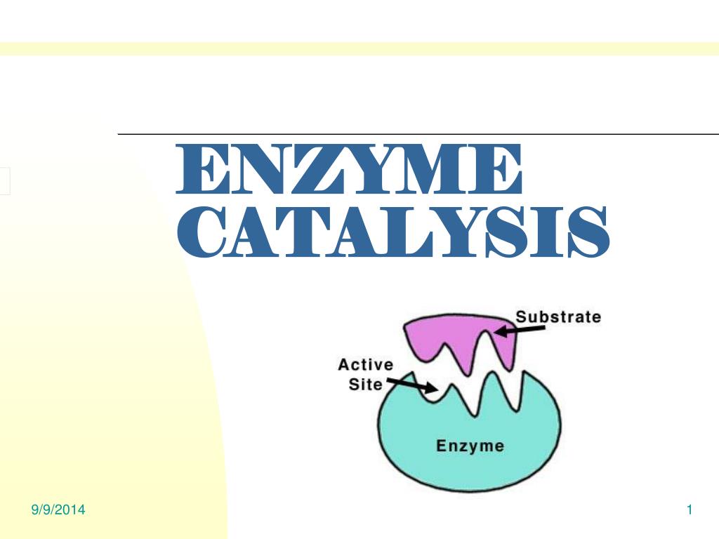 PPT - ENZYME CATALYSIS PowerPoint Presentation, free download - ID:4176592