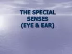 PPT - Development of the eye and ear PowerPoint Presentation, free ...
