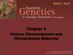 PPT - Human Karyotypes and Chromosome Behavior PowerPoint Presentation ...