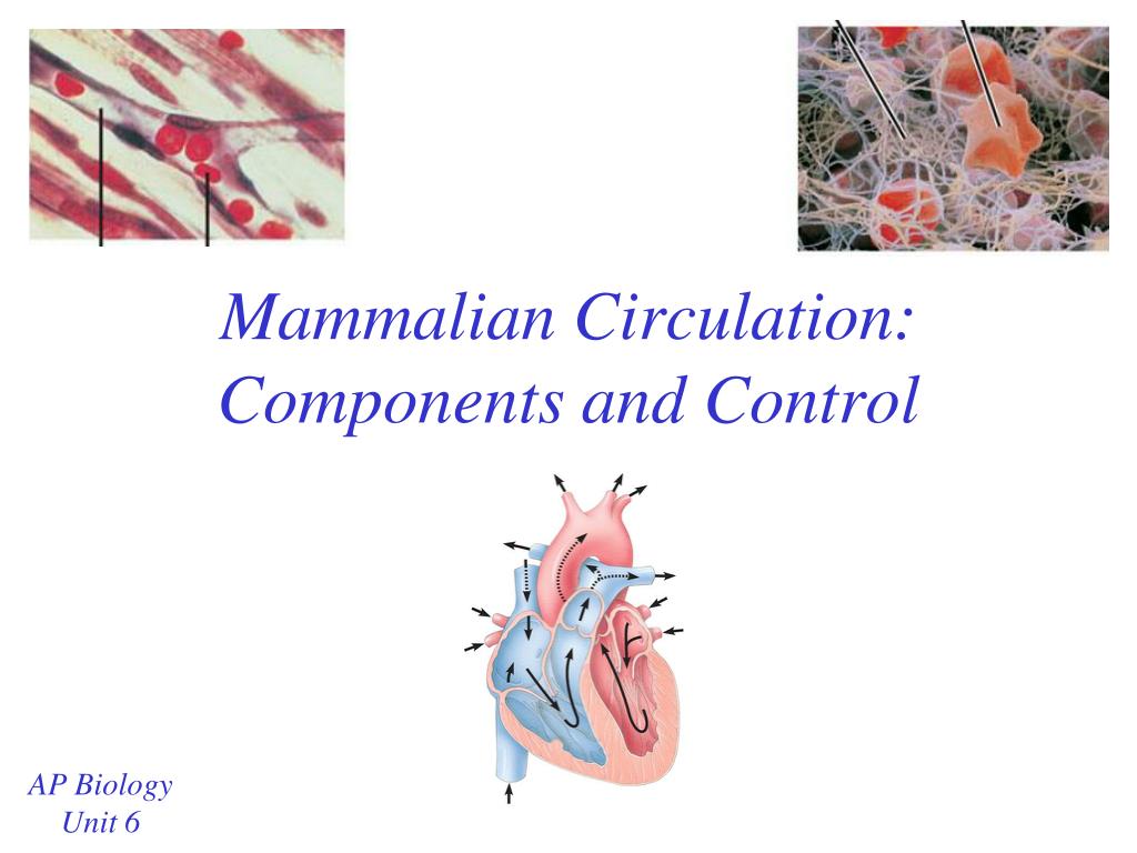 PPT - Mammalian Circulation: Components and Control PowerPoint ...