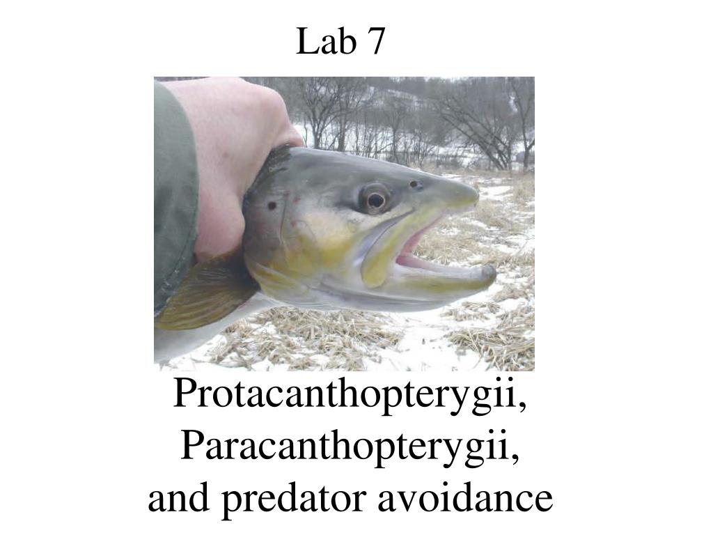PPT - Protacanthopterygii, Paracanthopterygii, and predator avoidance ...