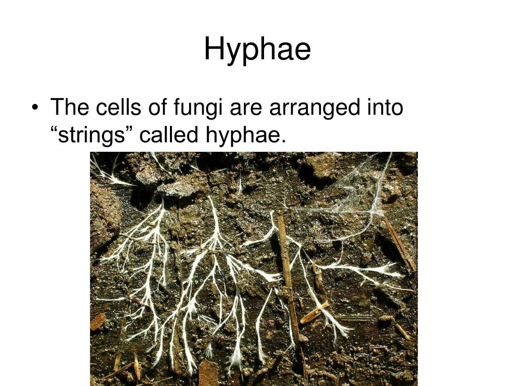 PPT - Hyphae PowerPoint Presentation, free download - ID:4198797