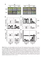 PPT - Abmessungen/Dimensions; Gesamtlänge/Total Length 13 000 mm ...