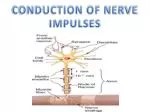 PPT - Nerve Impulses PowerPoint Presentation, free download - ID:2574549