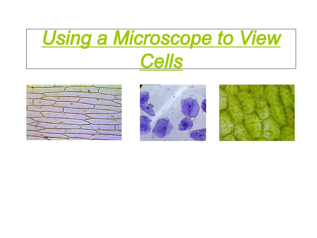 PPT - Using a Microscope to View Cells PowerPoint Presentation, free ...