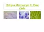 PPT - Counting cells using a haemocytometer PowerPoint Presentation ...