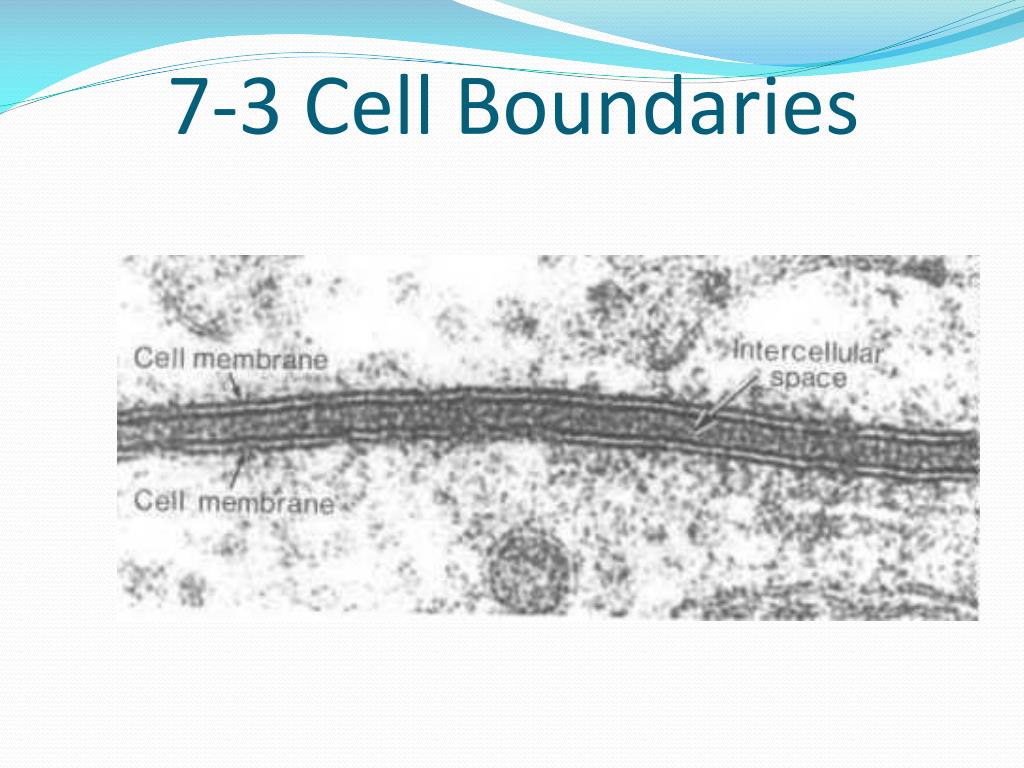 PPT - 7-3 Cell Boundaries PowerPoint Presentation, free download - ID ...