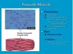 PPT - Smooth Muscle Physiology PowerPoint Presentation, free download ...
