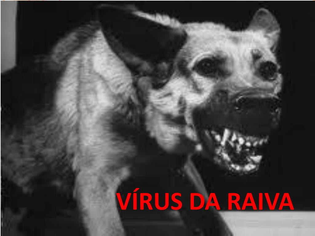 PPT - VÍRUS DA RAIVA PowerPoint Presentation, free download - ID:4225772