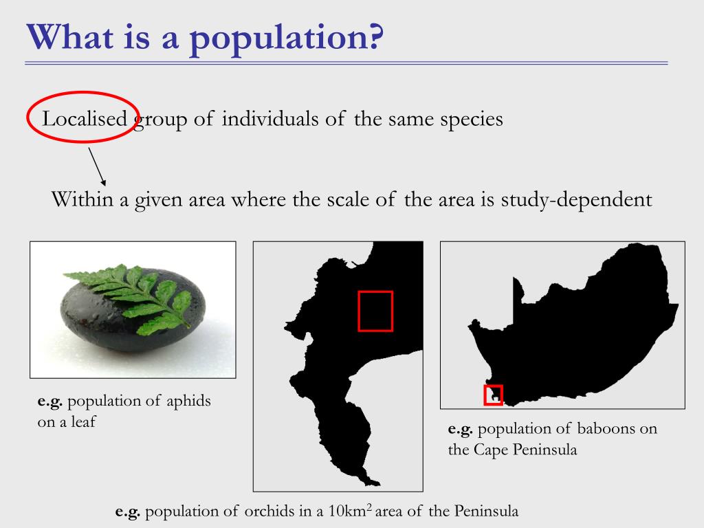 PPT - What is a population? PowerPoint Presentation, free download - ID ...