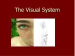 PPT - The visual system PowerPoint Presentation, free download - ID:348877