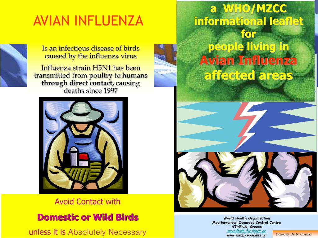 PPT - AVIAN INFLUENZA PowerPoint Presentation, free download - ID:4237701