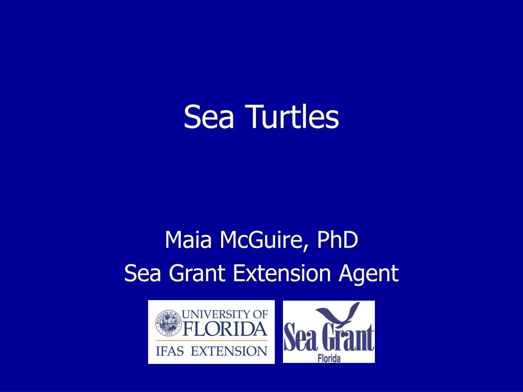 PPT - Sea Turtles PowerPoint Presentation, free download - ID:4241558