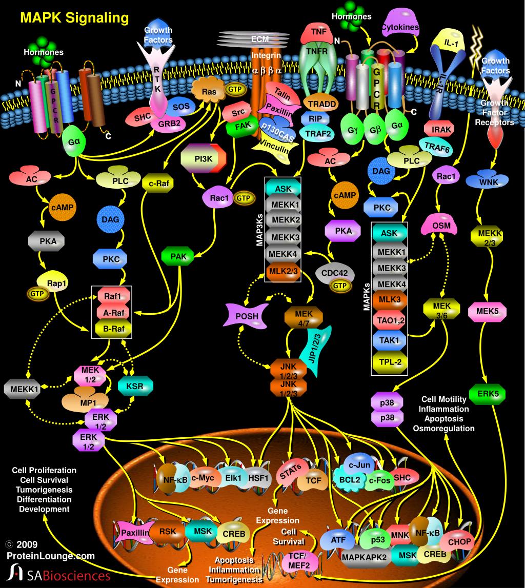 PPT - MAPK Signaling PowerPoint Presentation, free download - ID:4244409